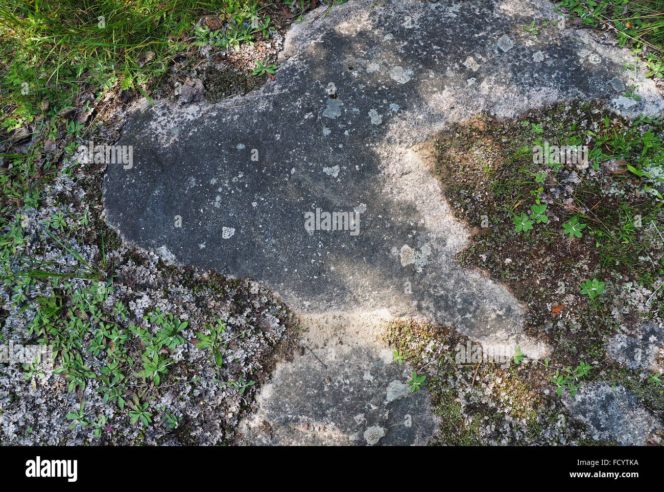 Lichen on stone Stock Photo - Alamy