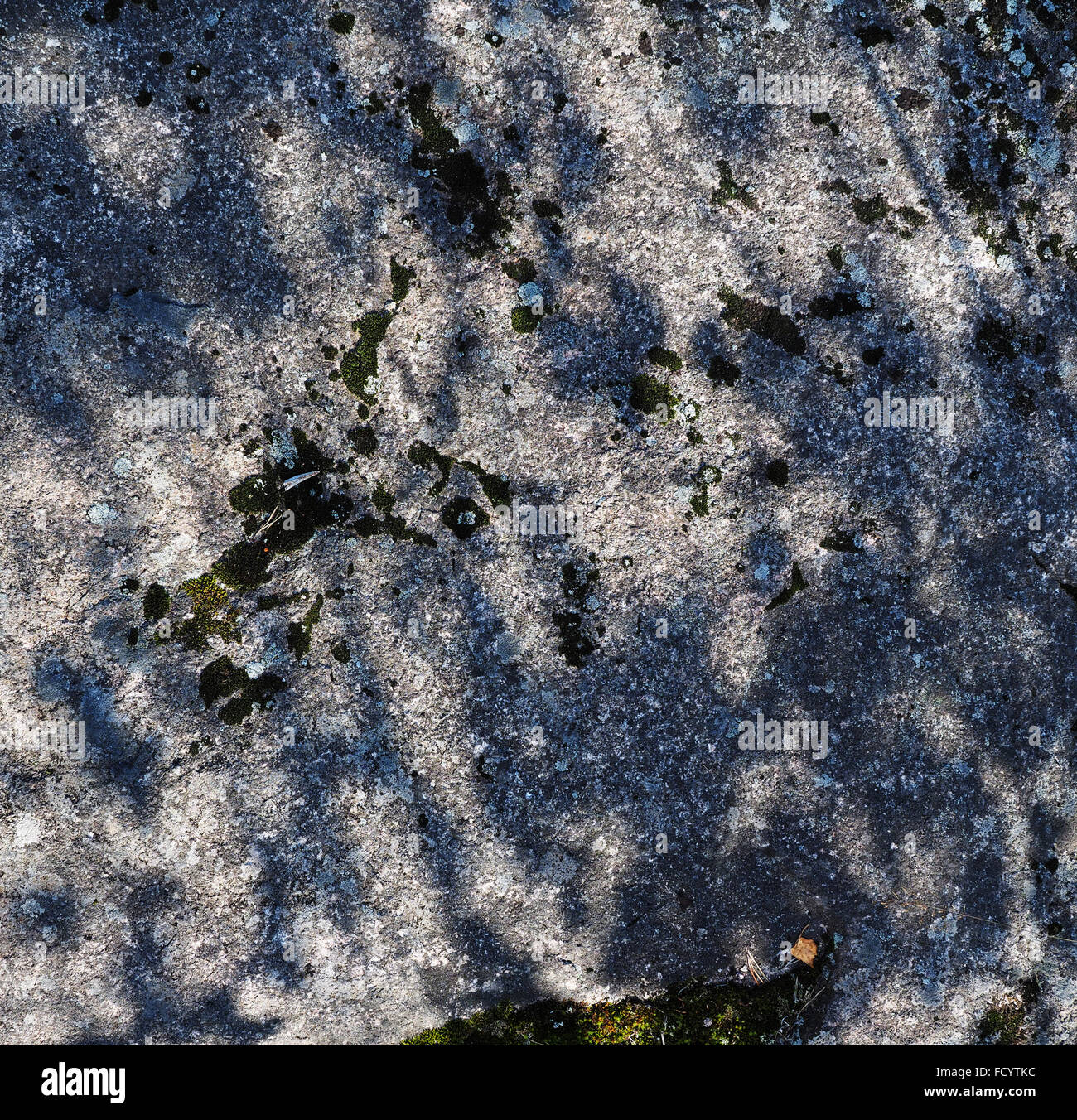 Lichen on stone Stock Photo - Alamy