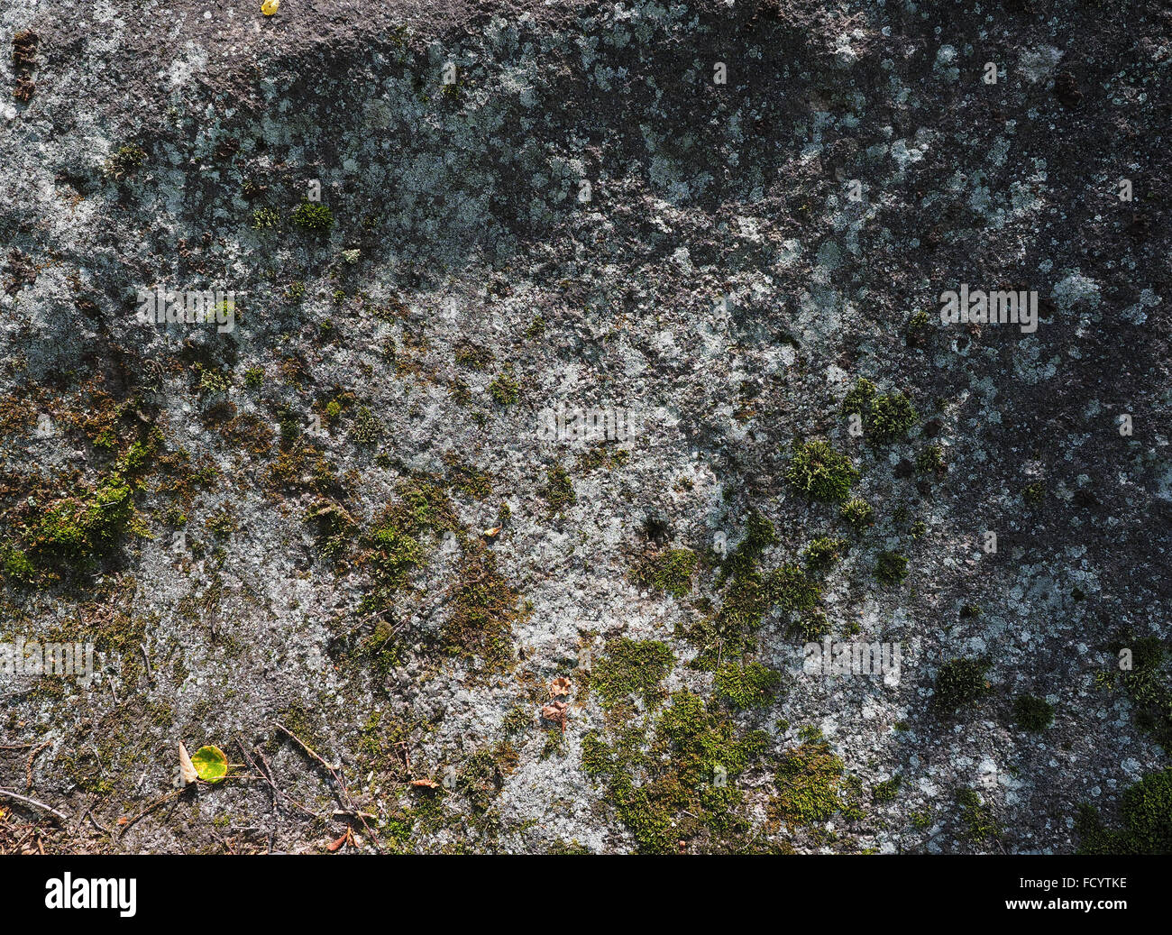 Lichen on stone Stock Photo - Alamy
