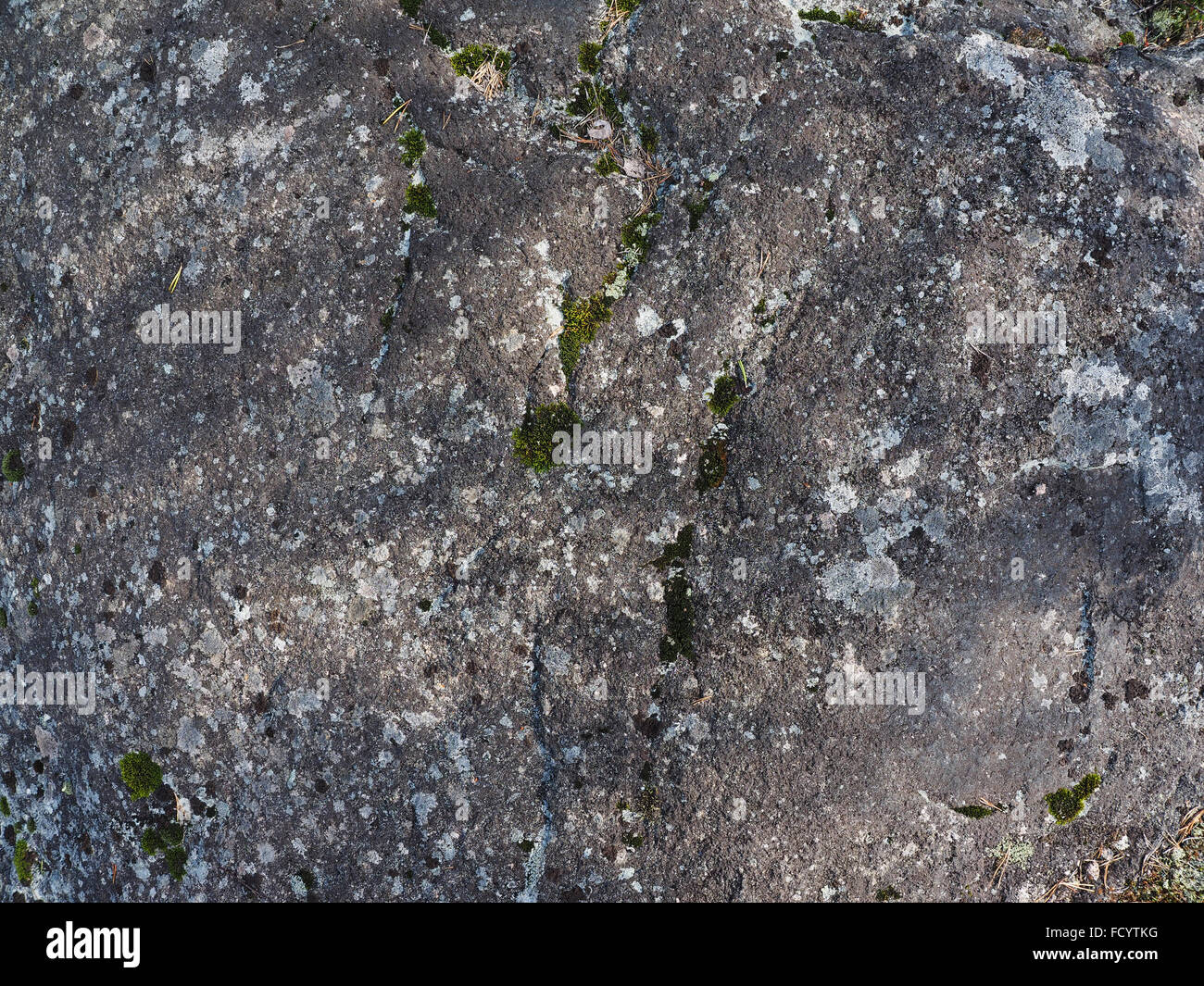 Lichen on stone Stock Photo - Alamy