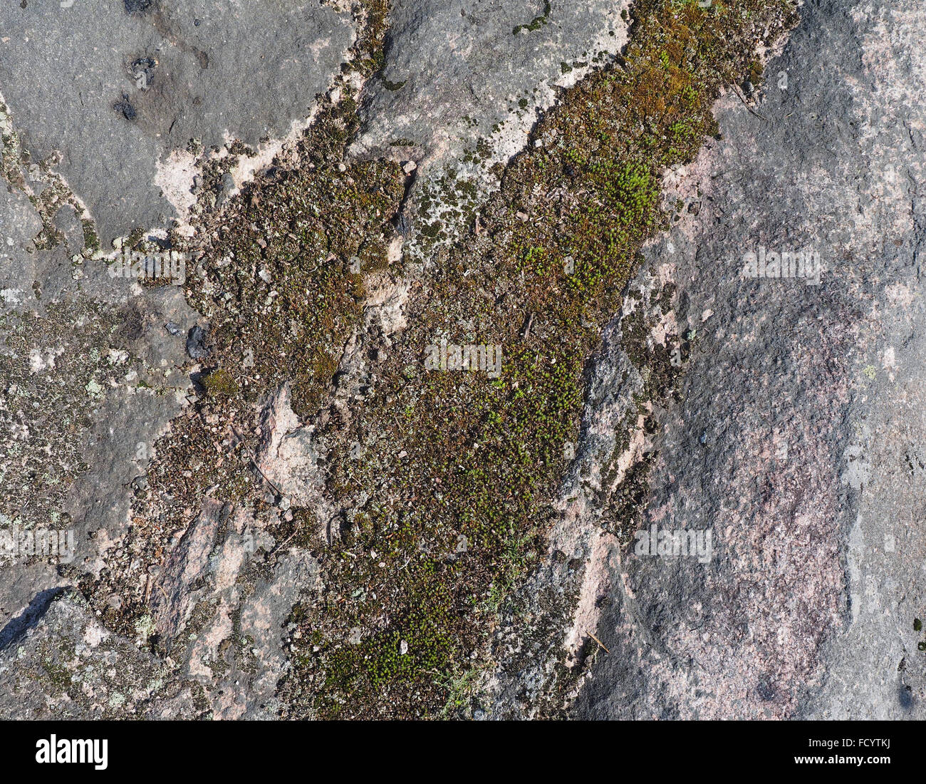 Lichen on stone Stock Photo - Alamy