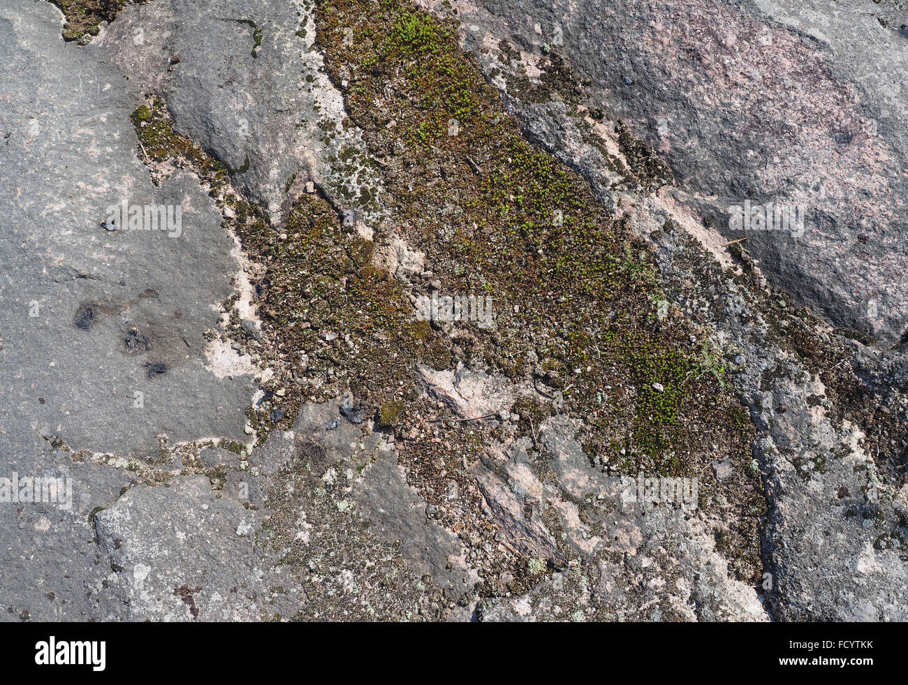 Lichen on stone Stock Photo - Alamy