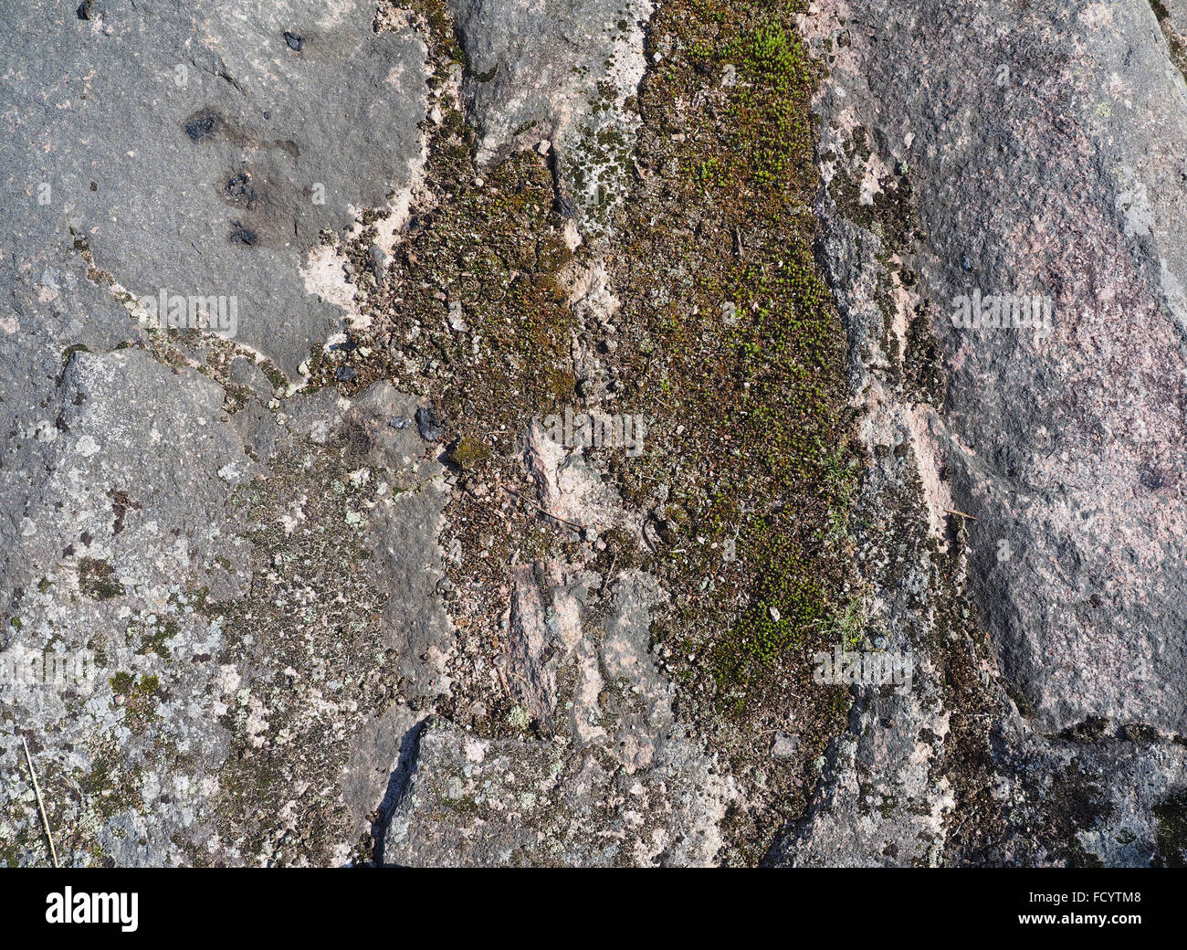 Lichen on stone Stock Photo - Alamy