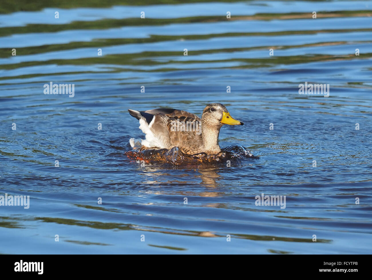 duck on the lake Stock Photo - Alamy