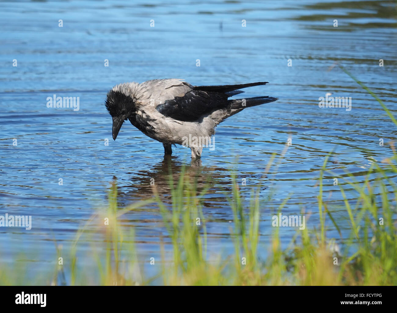 raven bathes in the river Stock Photo - Alamy