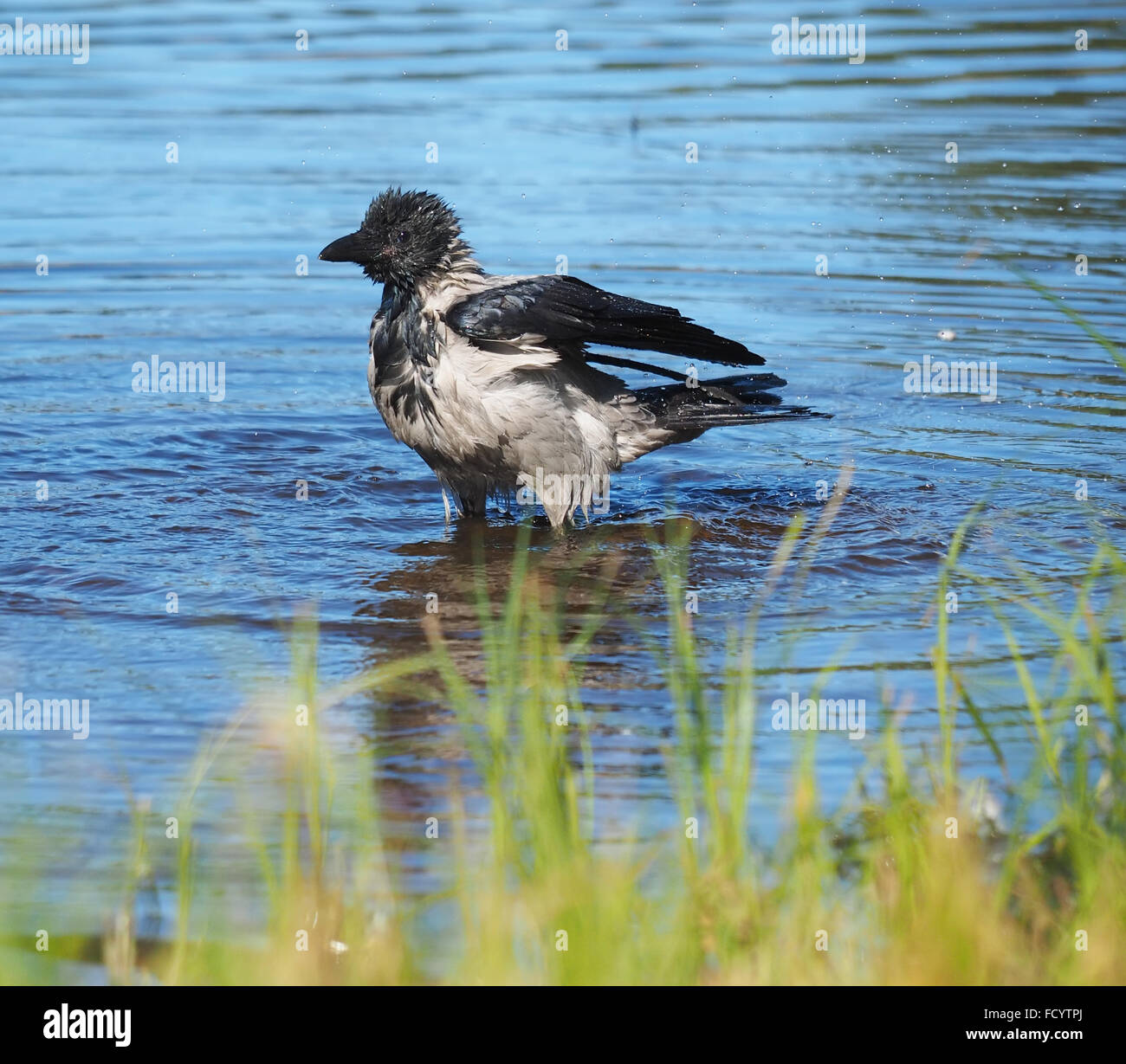 raven bathes in the river Stock Photo - Alamy