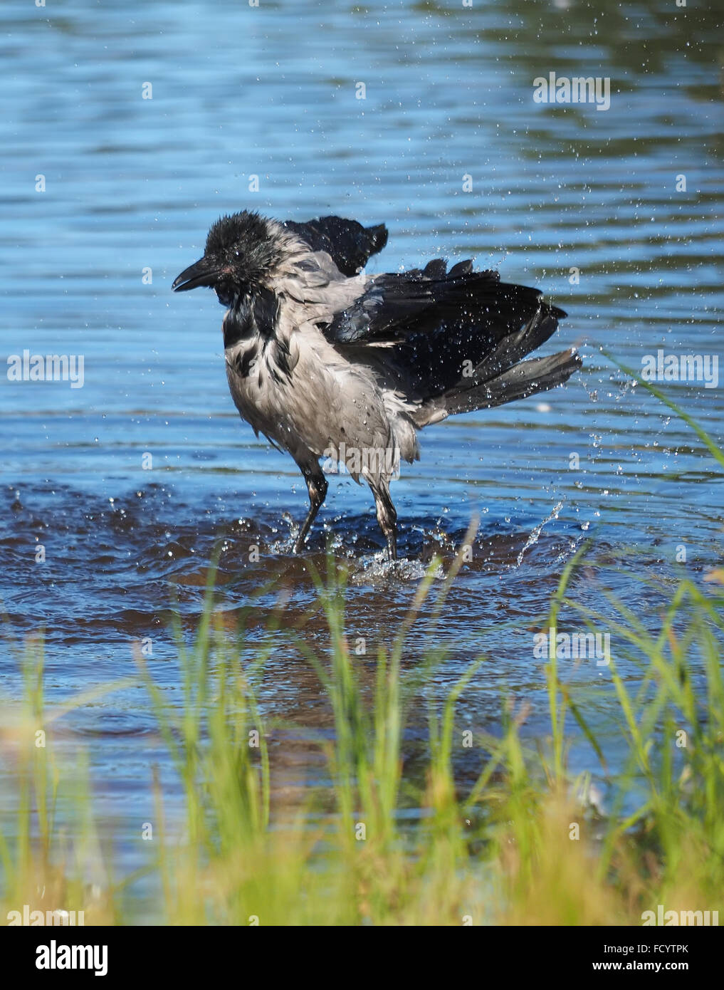 raven bathes in the river Stock Photo - Alamy