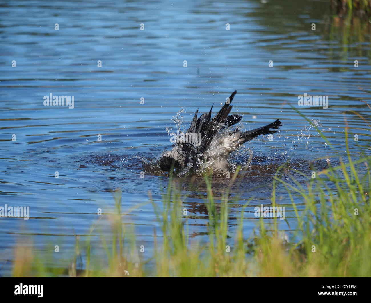 raven bathes in the river Stock Photo - Alamy