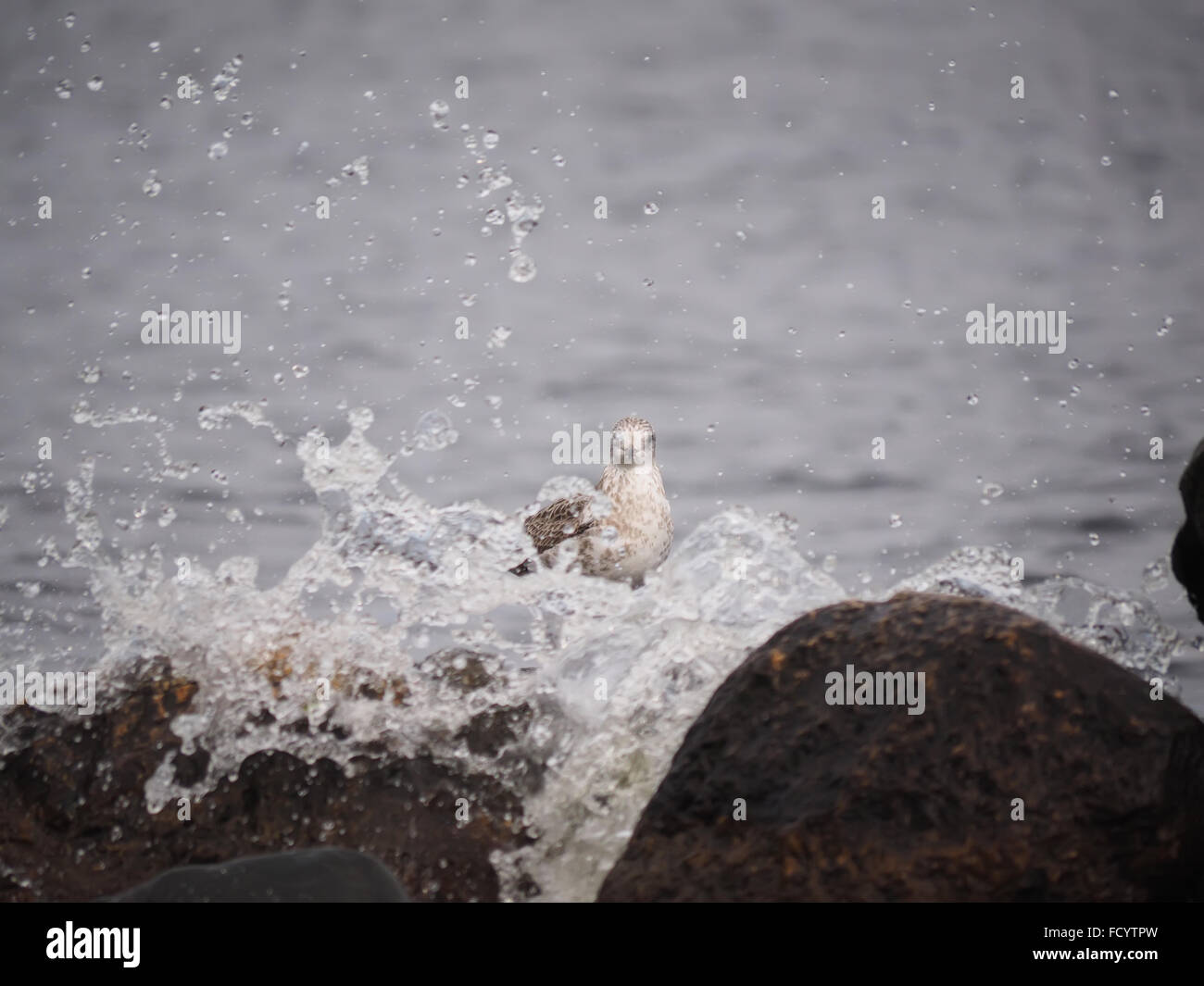seagull on the lake Stock Photo - Alamy