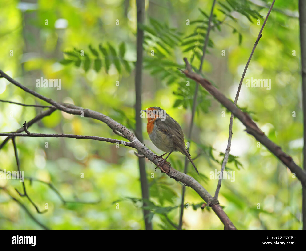 robin in the forest Stock Photo - Alamy