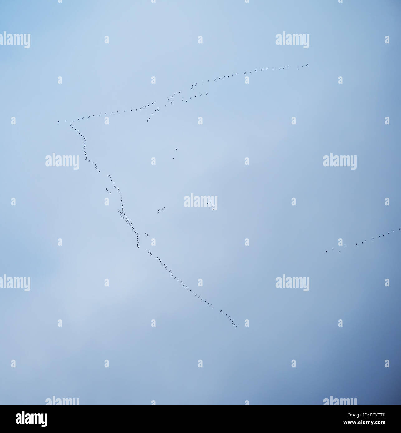 a flock of geese flying south Stock Photo - Alamy