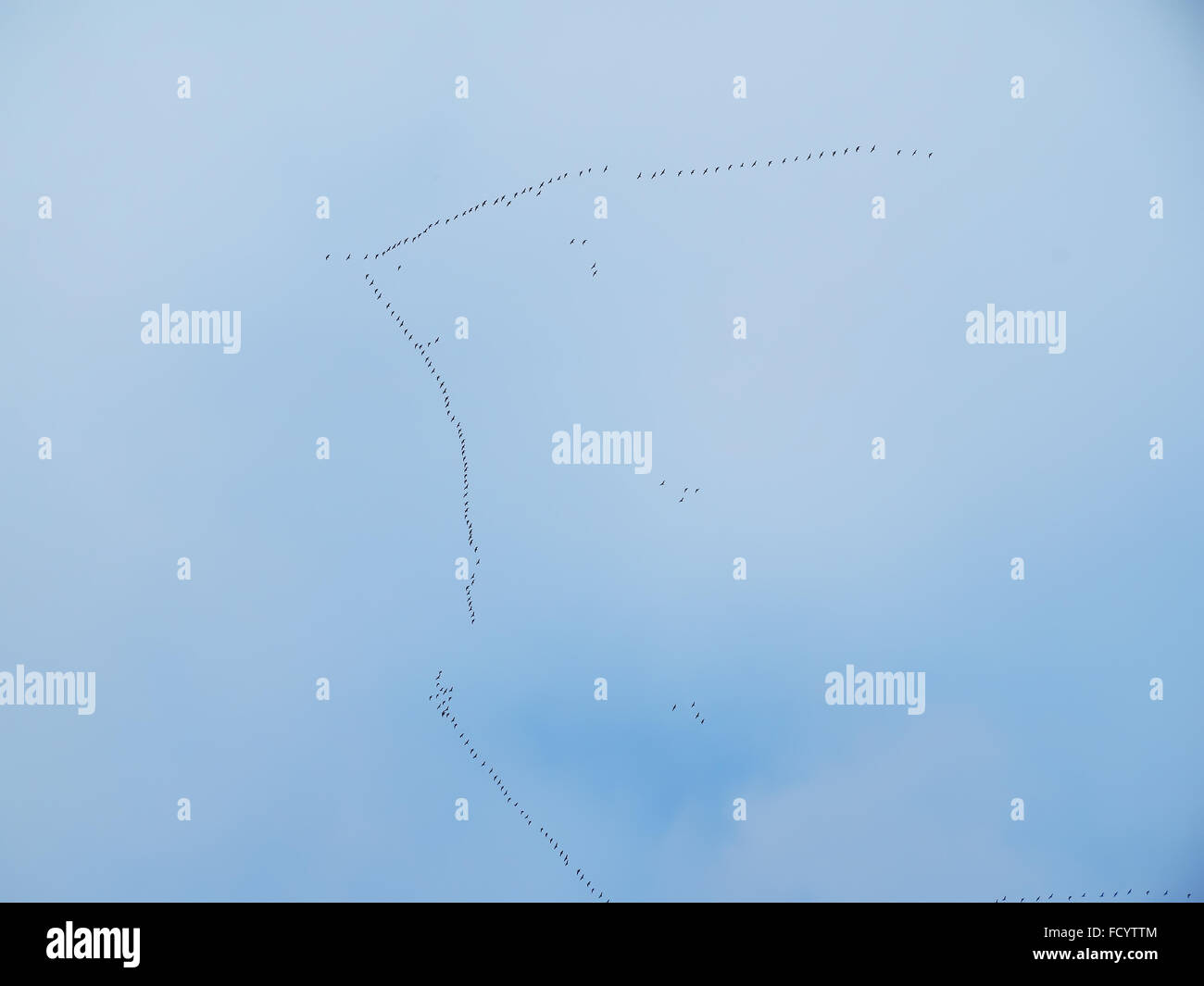 Flocking snow geese hi-res stock photography and images - Alamy