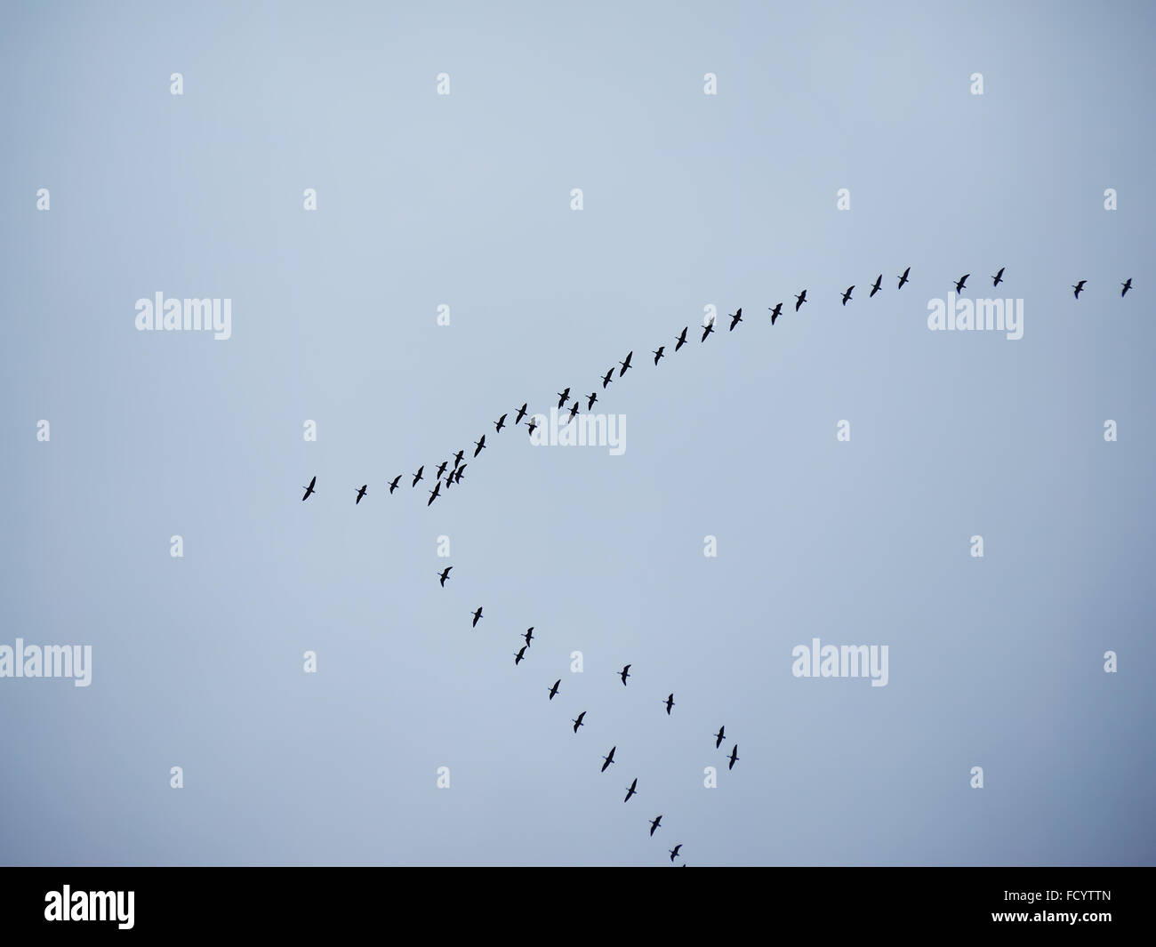 a flock of geese flying south Stock Photo - Alamy