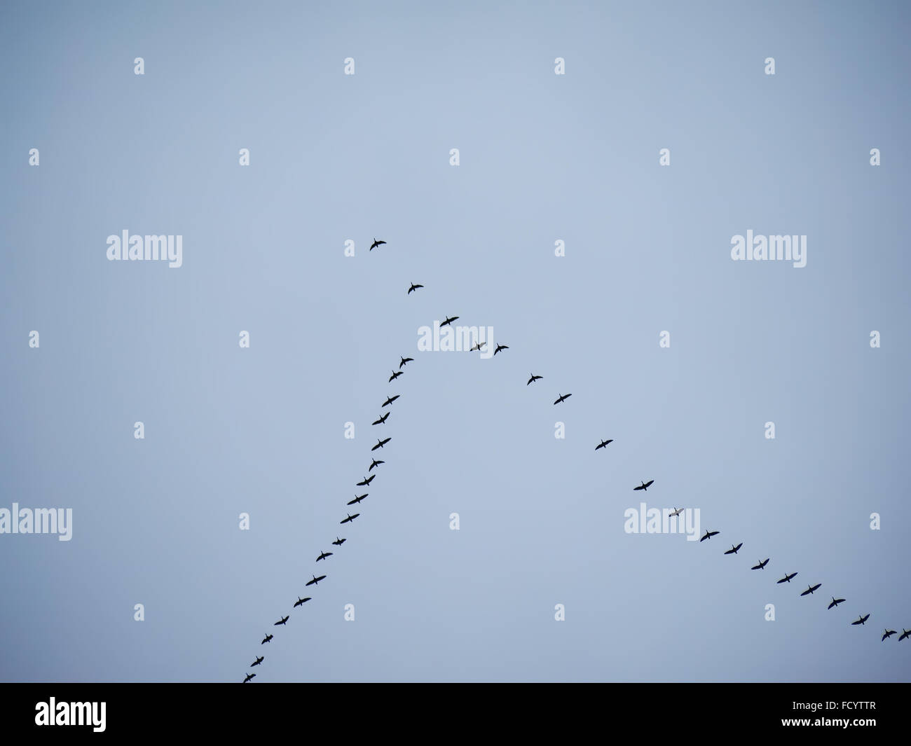 a flock of geese flying south Stock Photo - Alamy