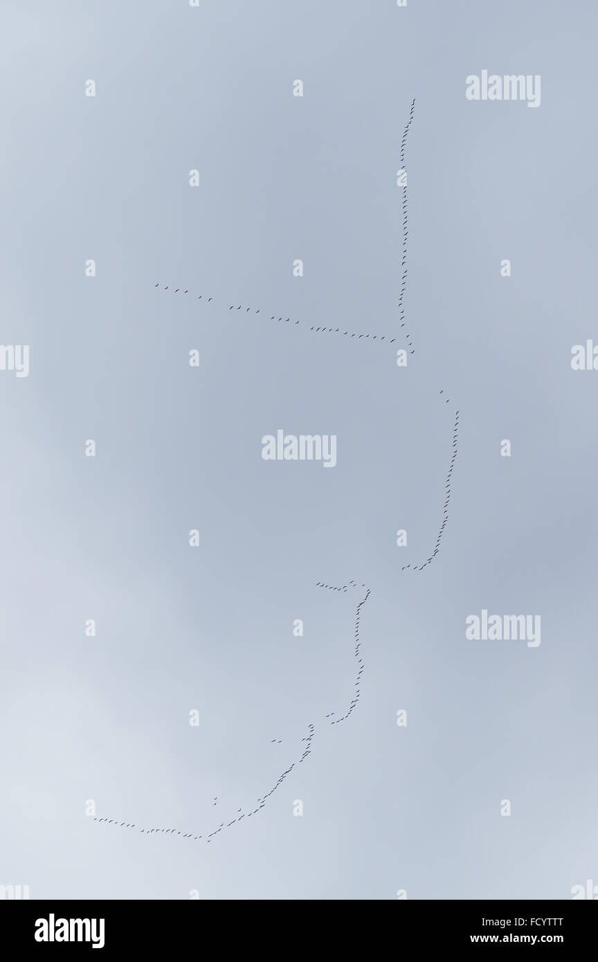 a flock of geese flying south Stock Photo - Alamy