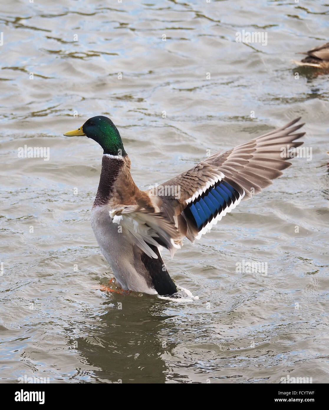 duck on the lake Stock Photo - Alamy
