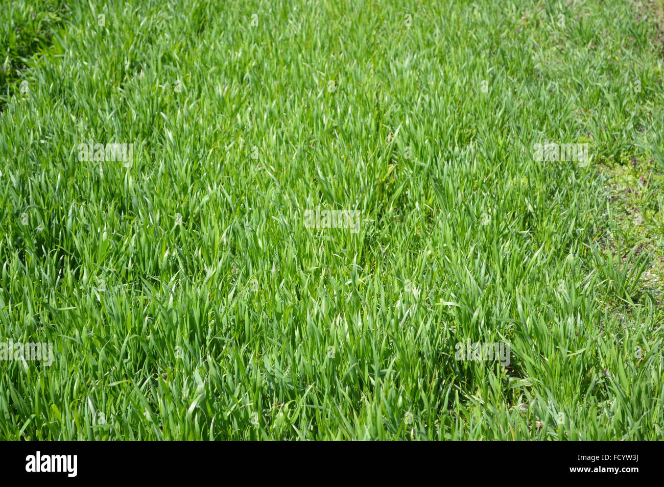 Rough grass area hi-res stock photography and images - Alamy