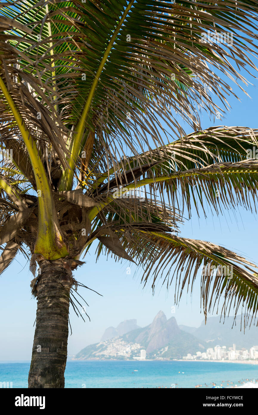 Close-up of palm tree against a bright background of Ipanema Beach and ...