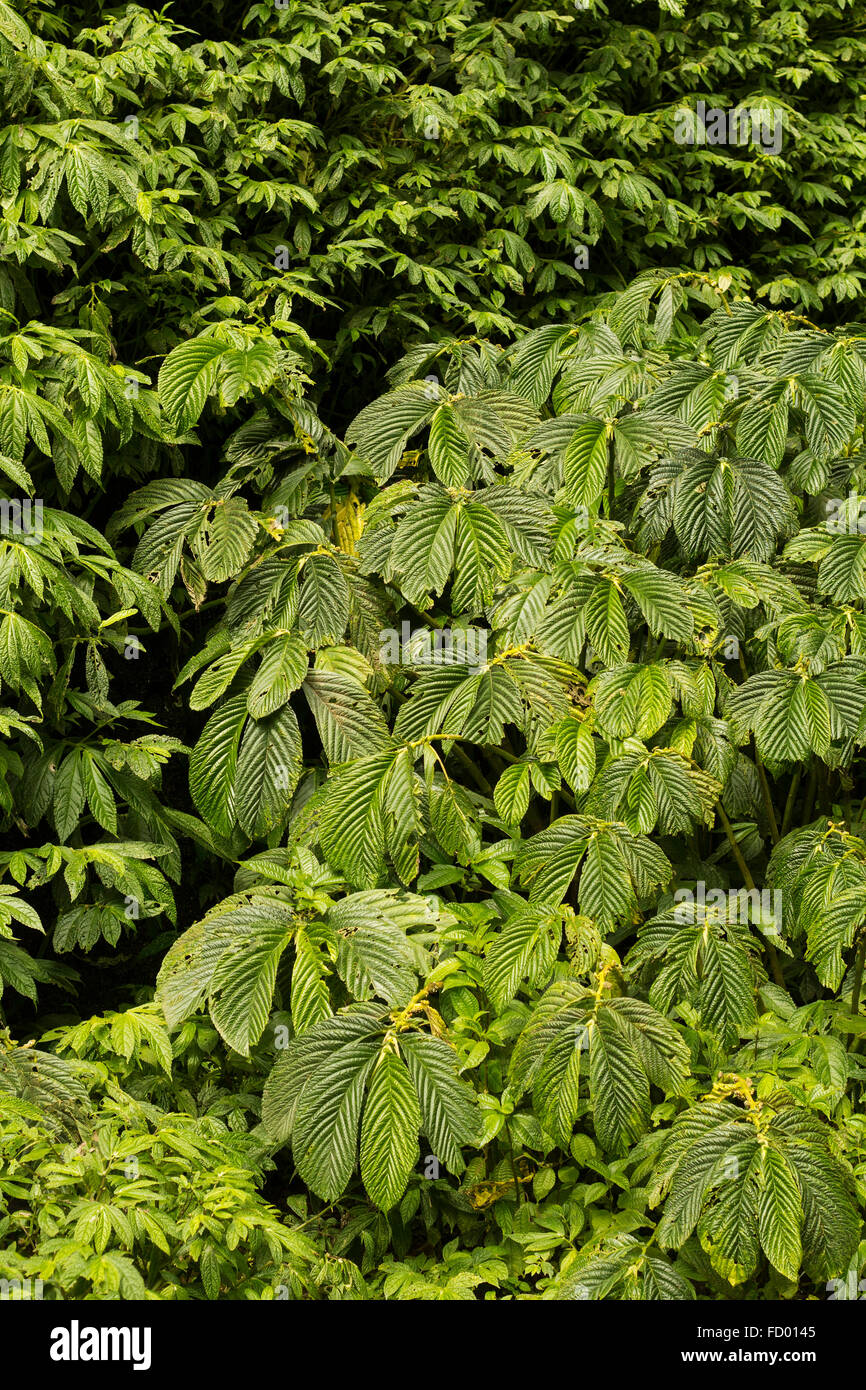 Different species of vibrant green leaves growing together to create ...