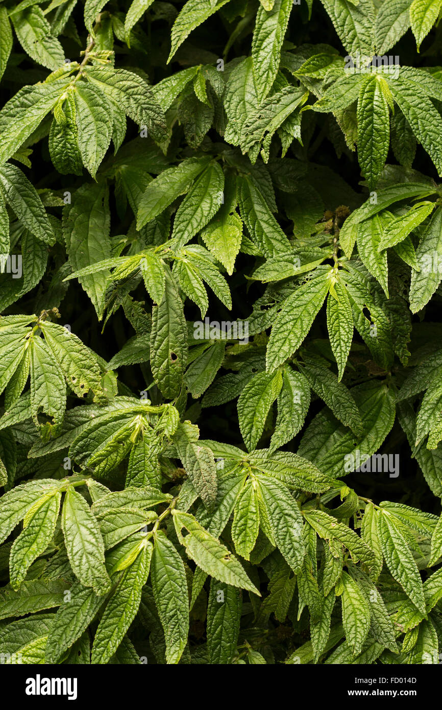 Green leaves detail in nature hi-res stock photography and images - Alamy