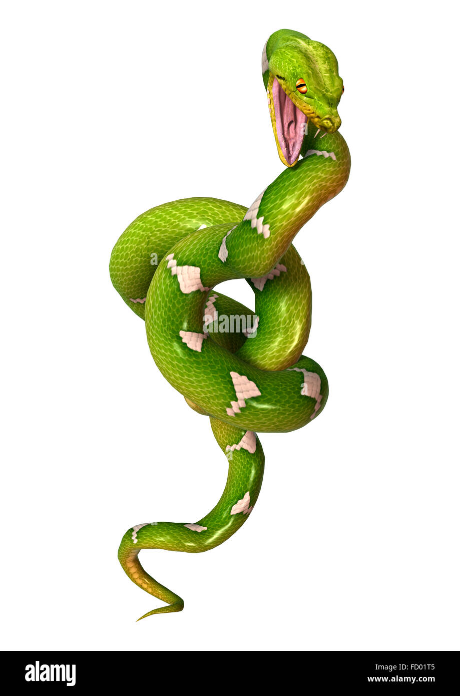 Morelia viridis, or green tree python, or herpetoculture hobby, chondro ...