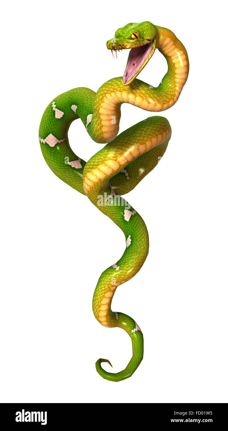 Morelia viridis, or green tree python, or herpetoculture hobby, chondro ...