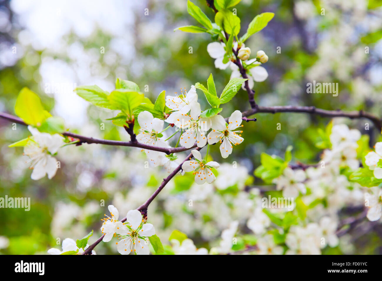 Apple tree branch with flowers in spring garden, close-up photo with ...
