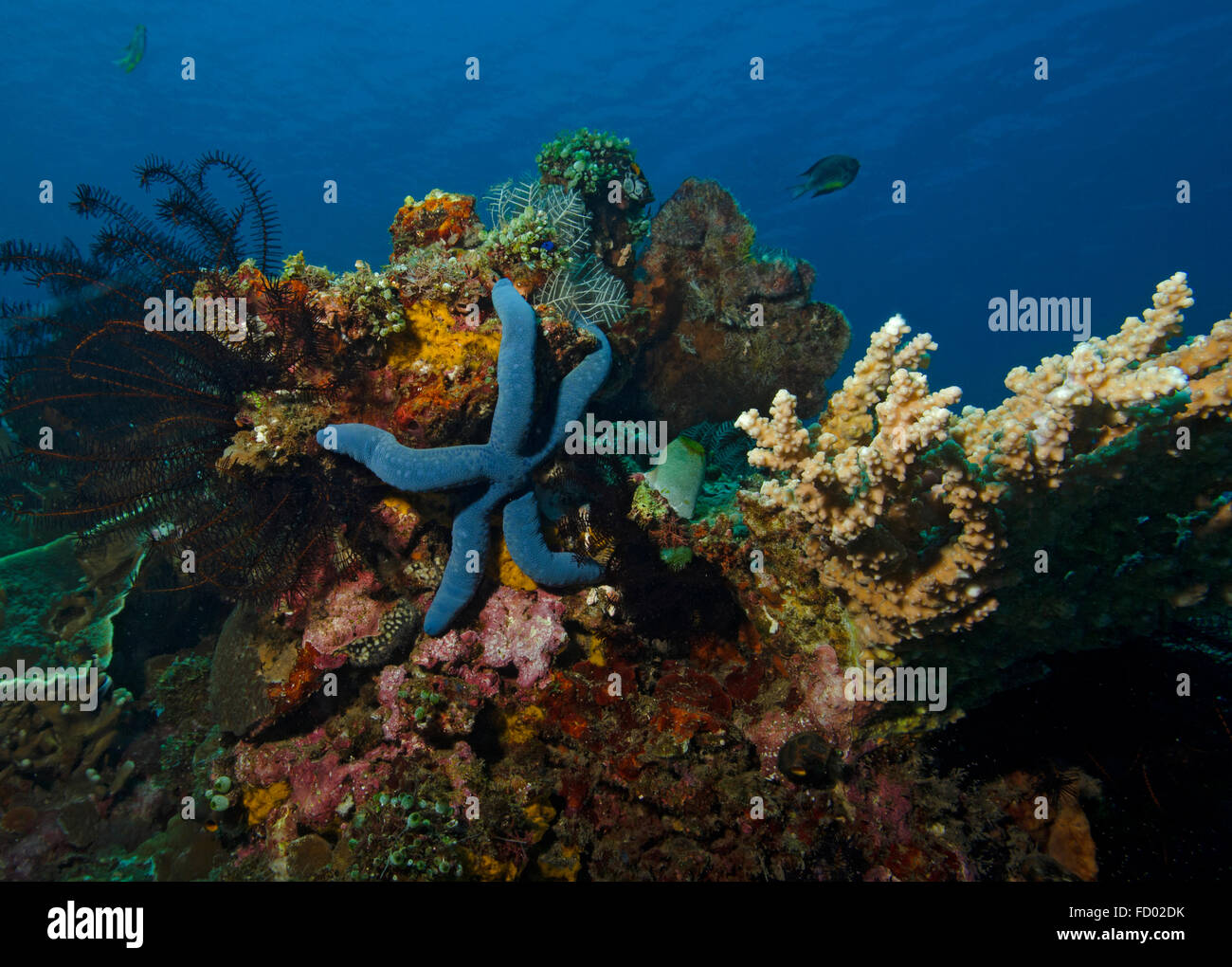 Blue starfish hi-res stock photography and images - Alamy