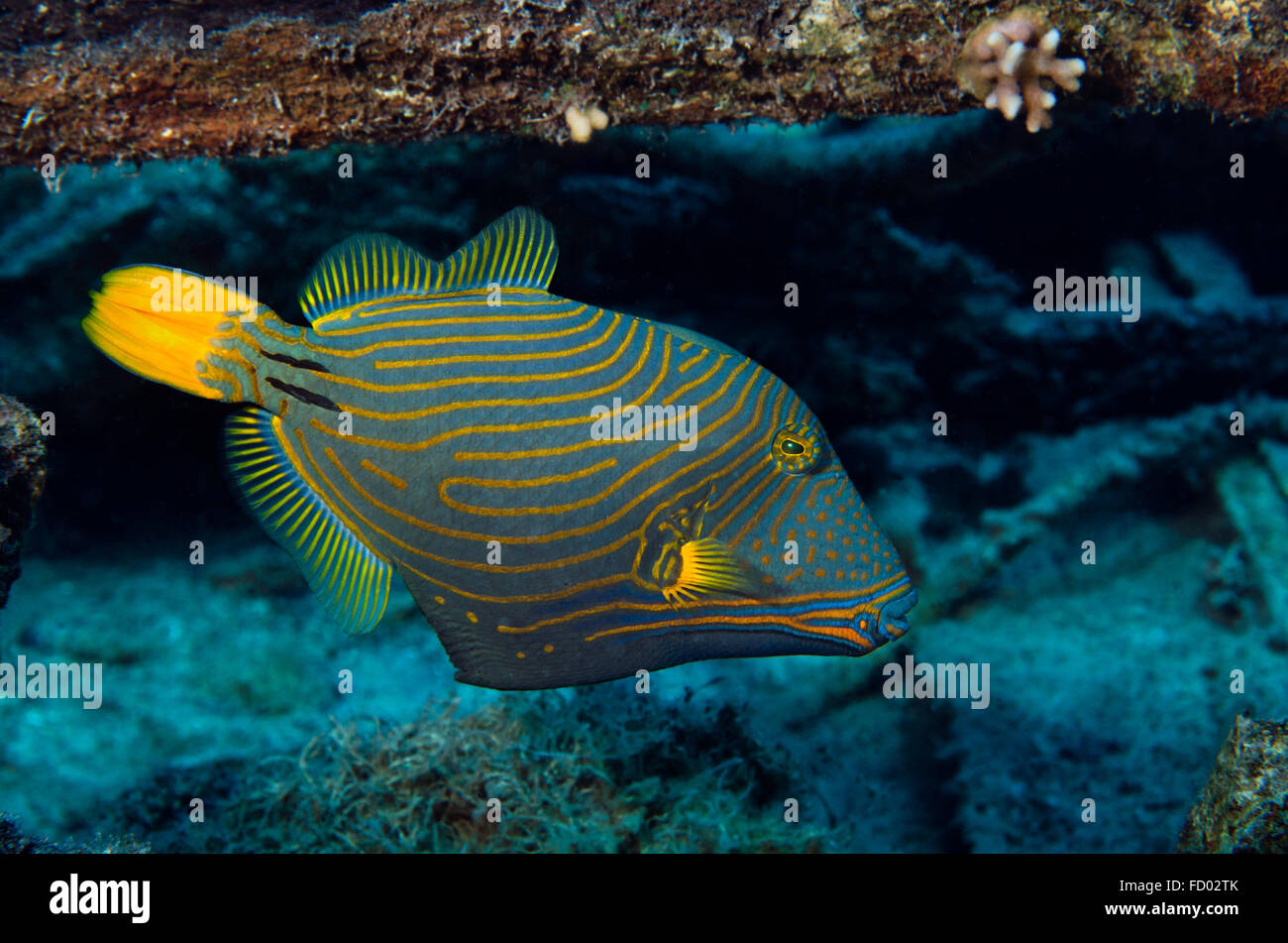 orange-lined triggerfish, Balistapus undulatus, Marsa Alam, Egypt Stock ...