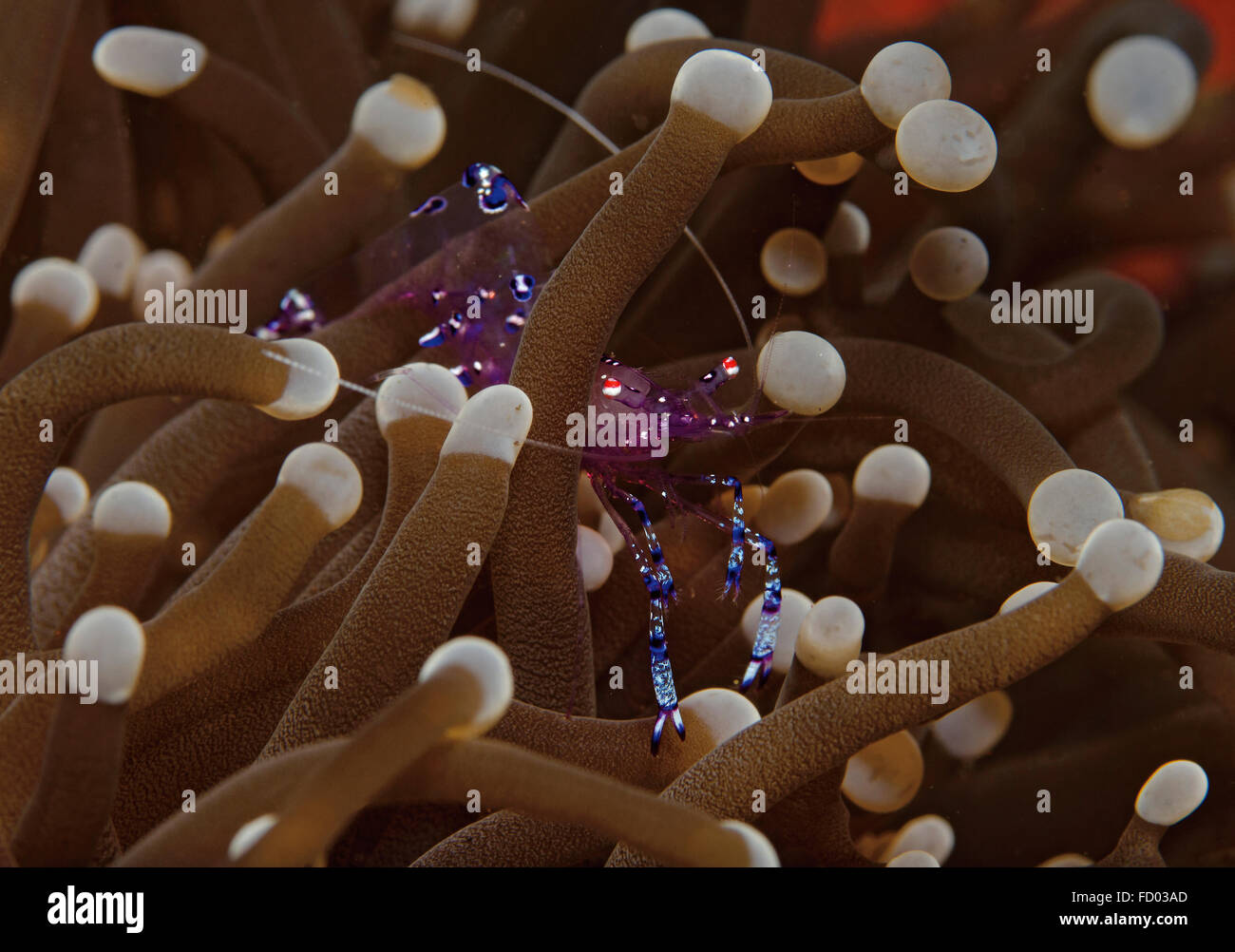 Tosa Coral Shrimp, Periclimenes tosaensis, in Mushroom coral ...