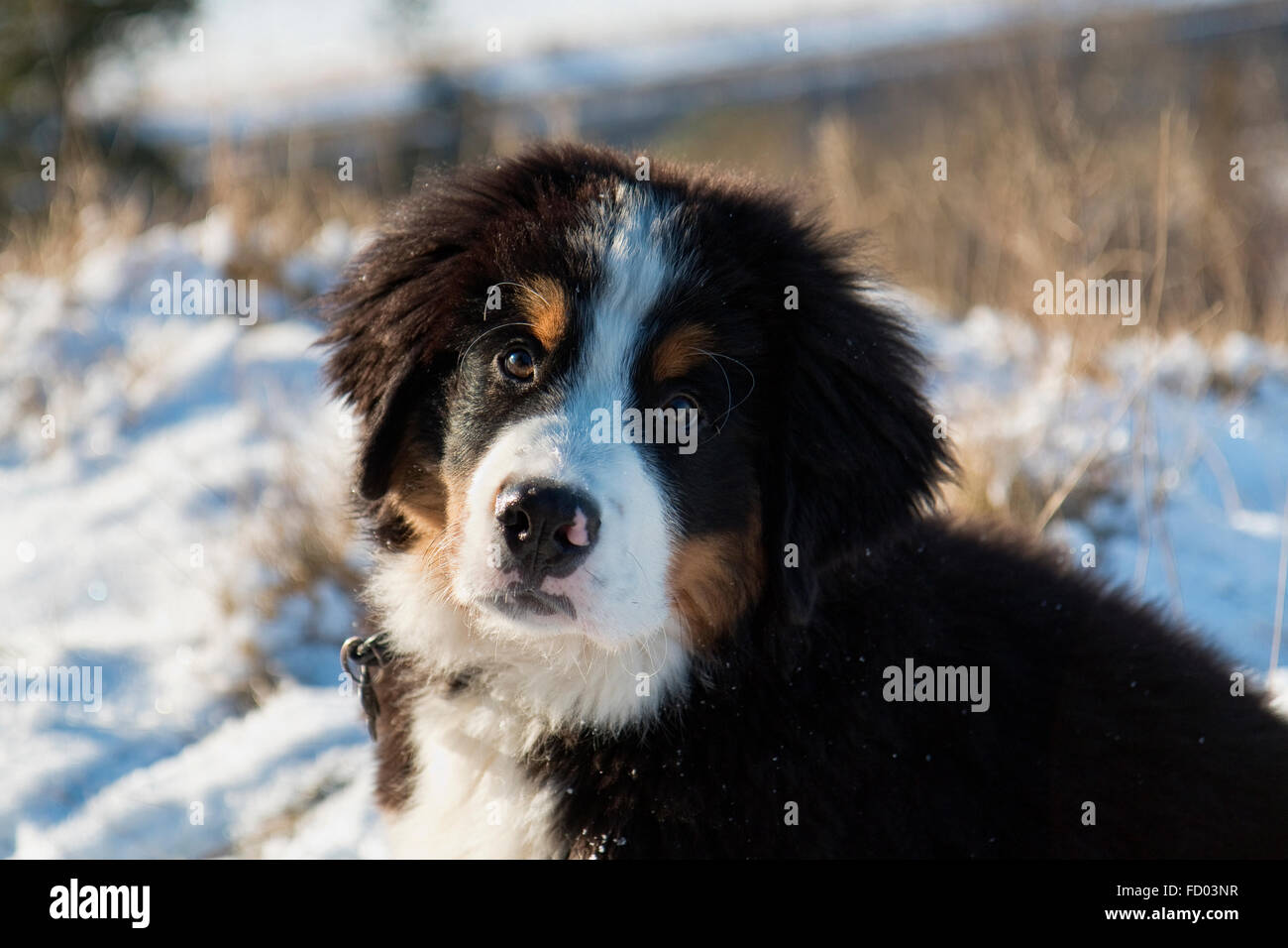 Closeup on berner sennen puppy in the snow Stock Photo - Alamy