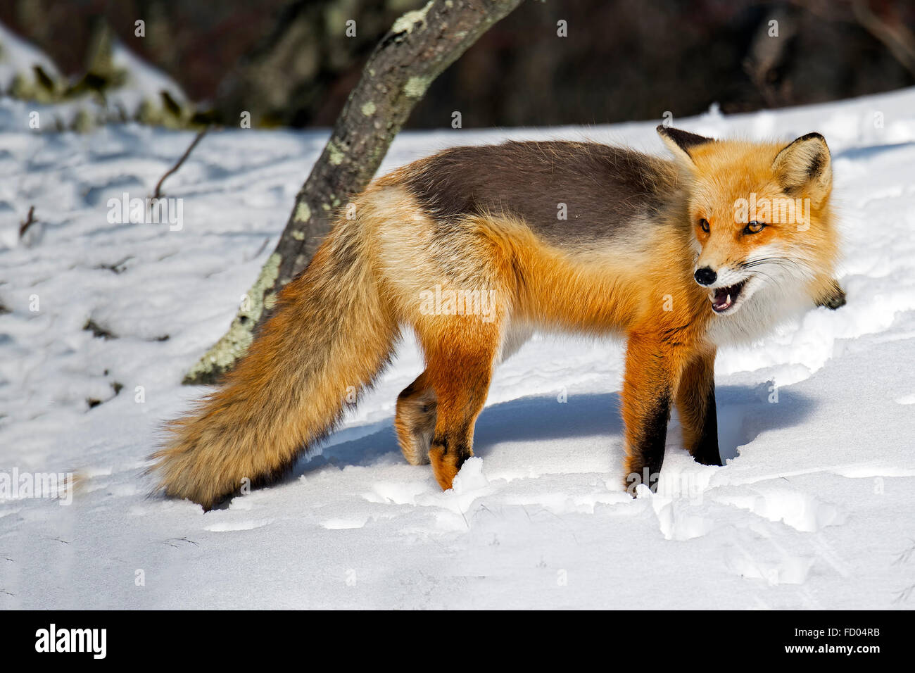 Red fox in the snow hi-res stock photography and images - Alamy