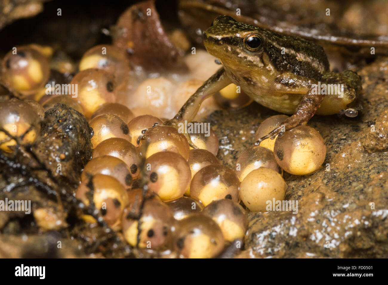 Poison frog eggs hi-res stock photography and images - Alamy