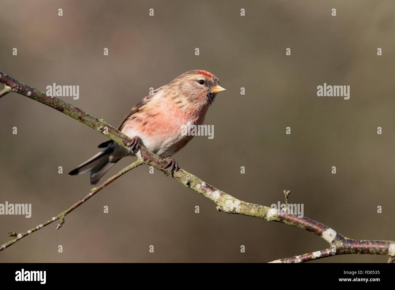 Lesser redpoll, Acanthis cabaret, single bird on branch, Warwickshire ...