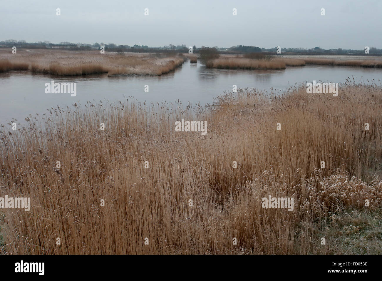Martin Mere, Lancashire, WWT reserve, January 2016 Stock Photo - Alamy