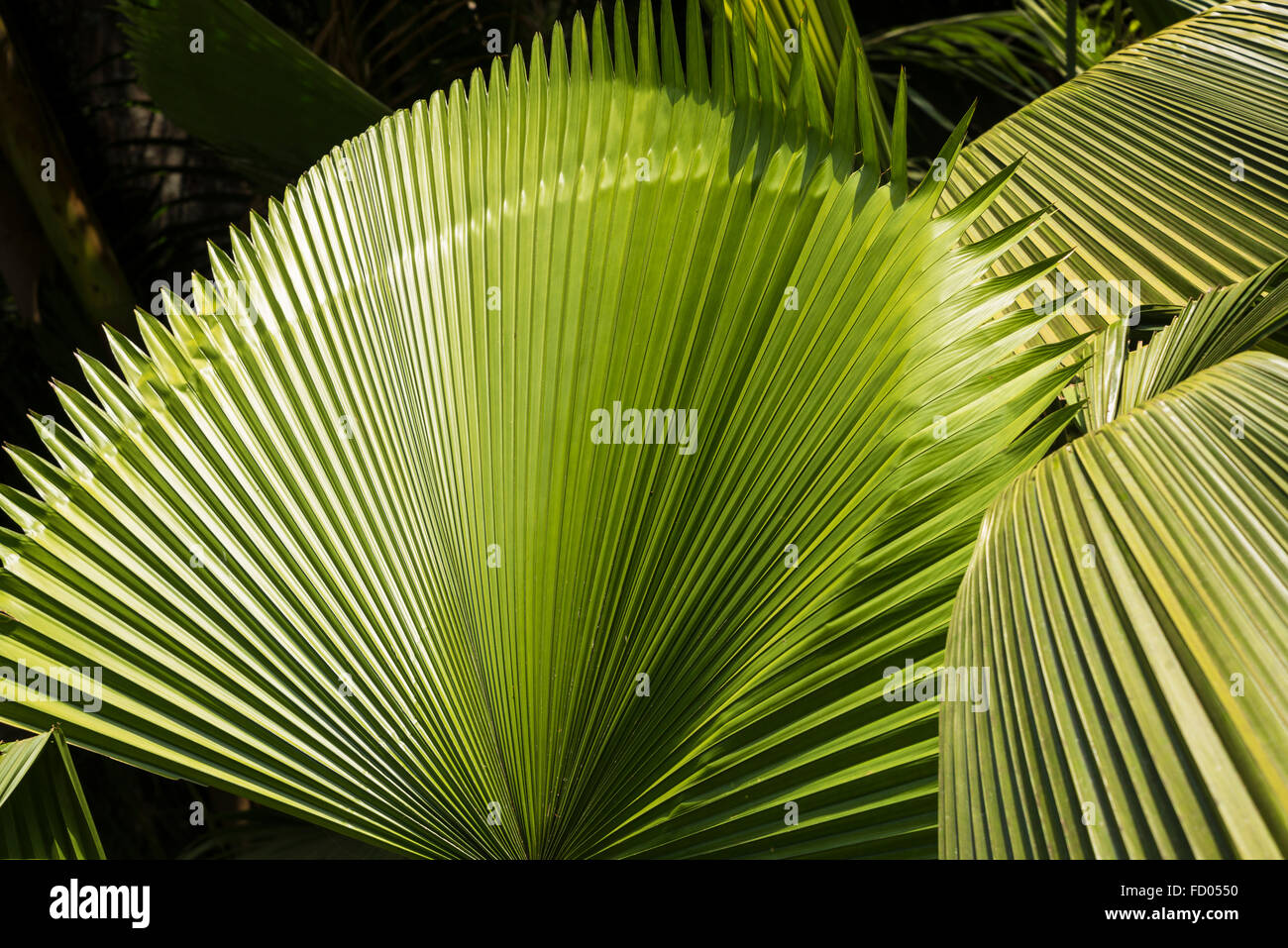 Licuala Gigante palm tree, Licuala amplifrons, Inhotim botanical Garden ...