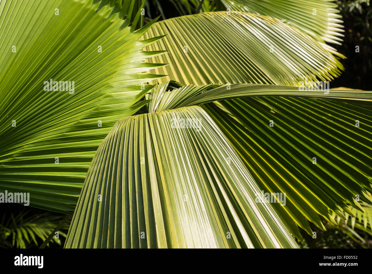 Licuala Gigante palm tree, Licuala amplifrons, Inhotim botanical Garden ...
