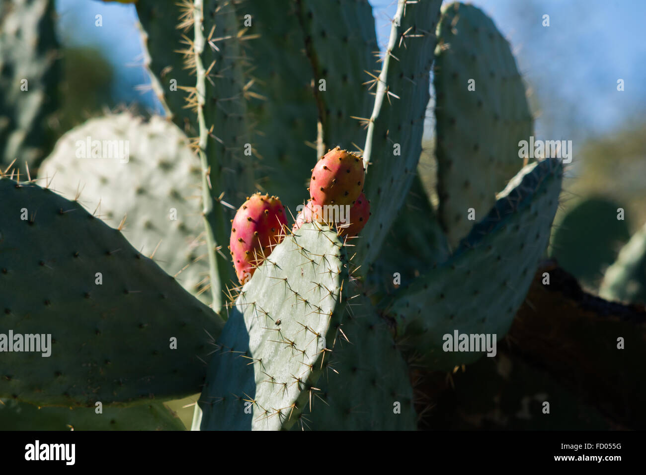 Cactus pear hi-res stock photography and images - Alamy