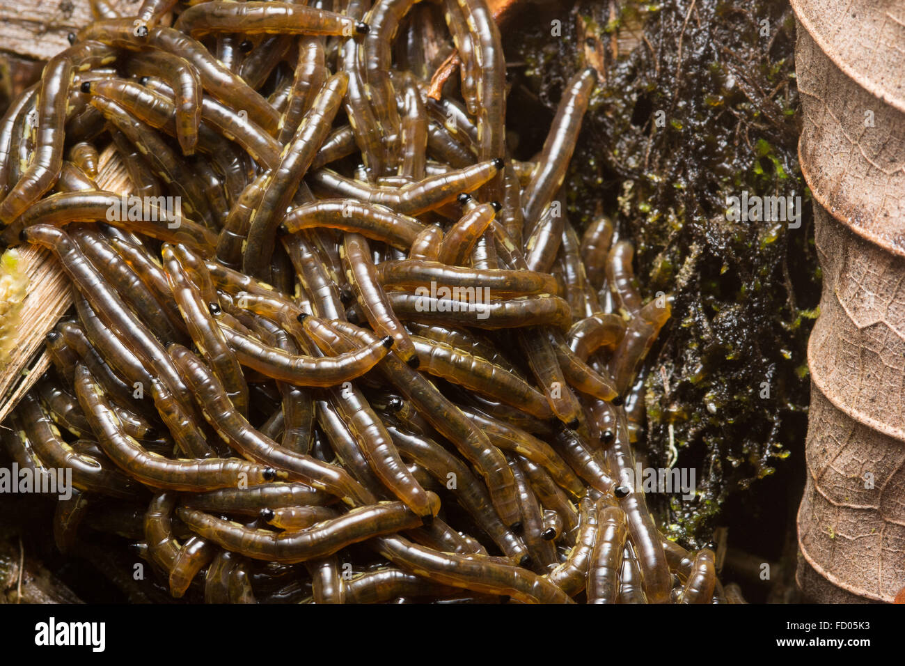A mass of gnat larvae move across the forest floor Stock Photo - Alamy