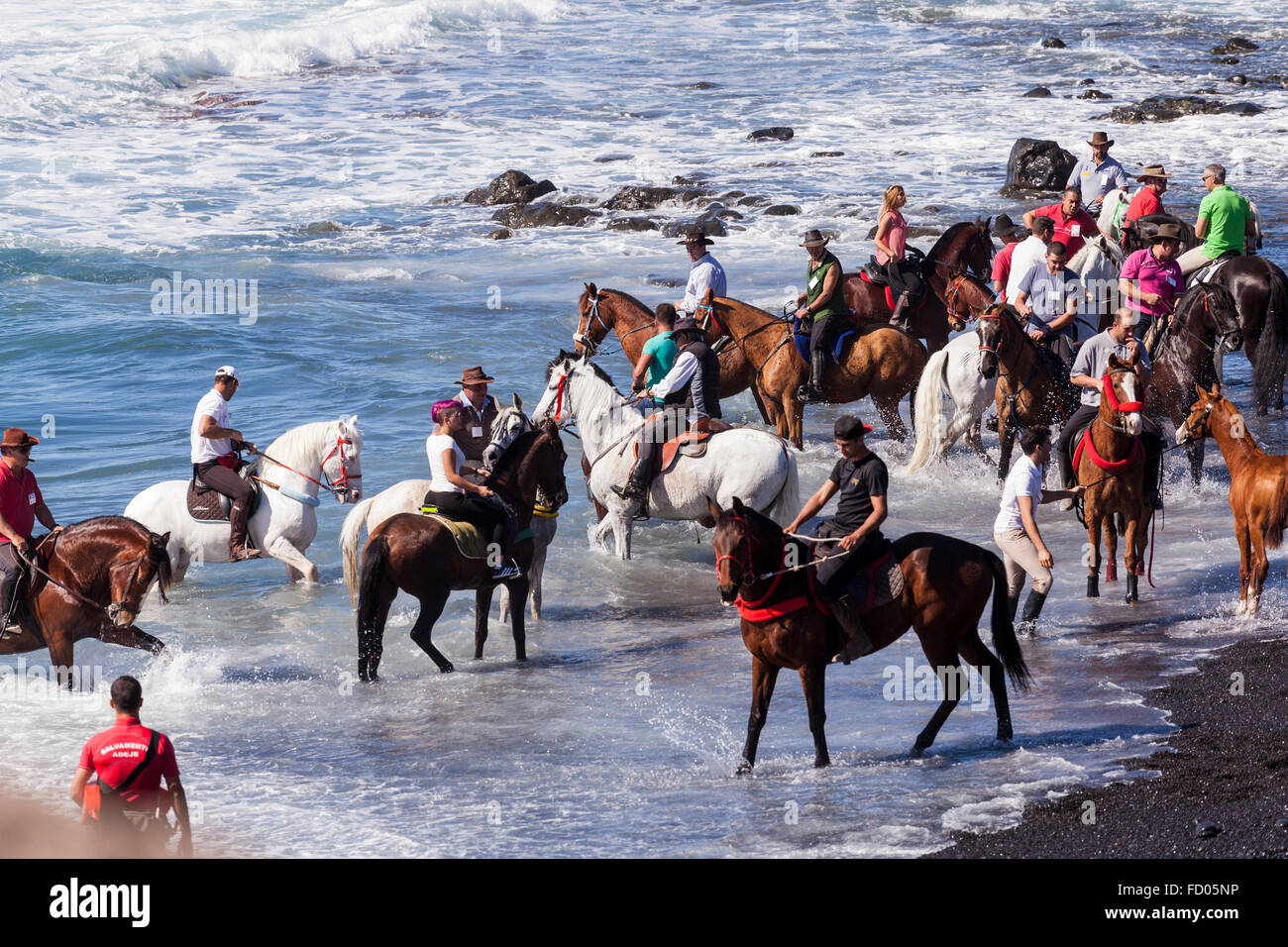 The annual ritual bathing of horses in the sea at Playa La Enramada, La Caleta, as part of the ...