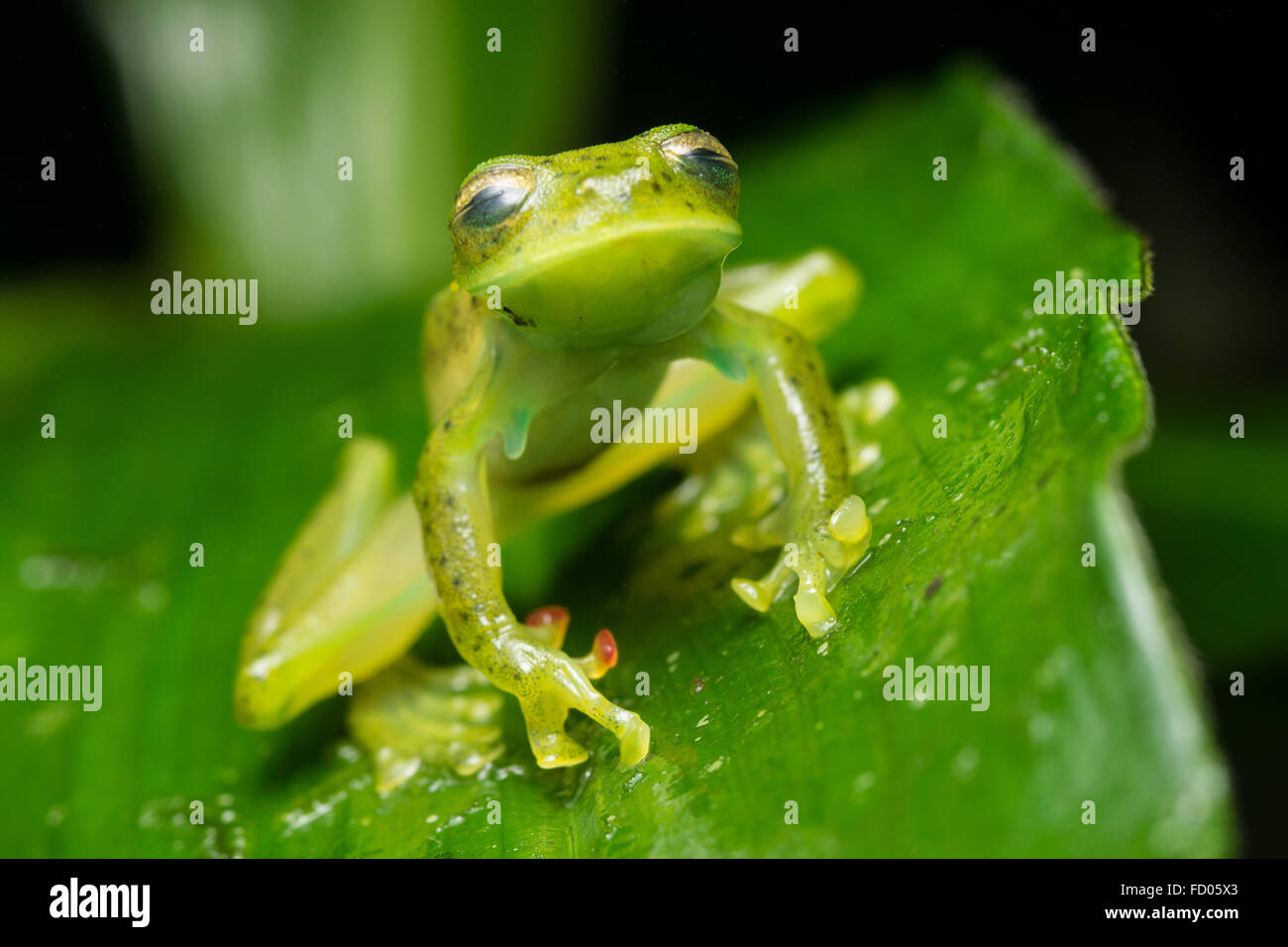 Lime green frog hi-res stock photography and images - Alamy