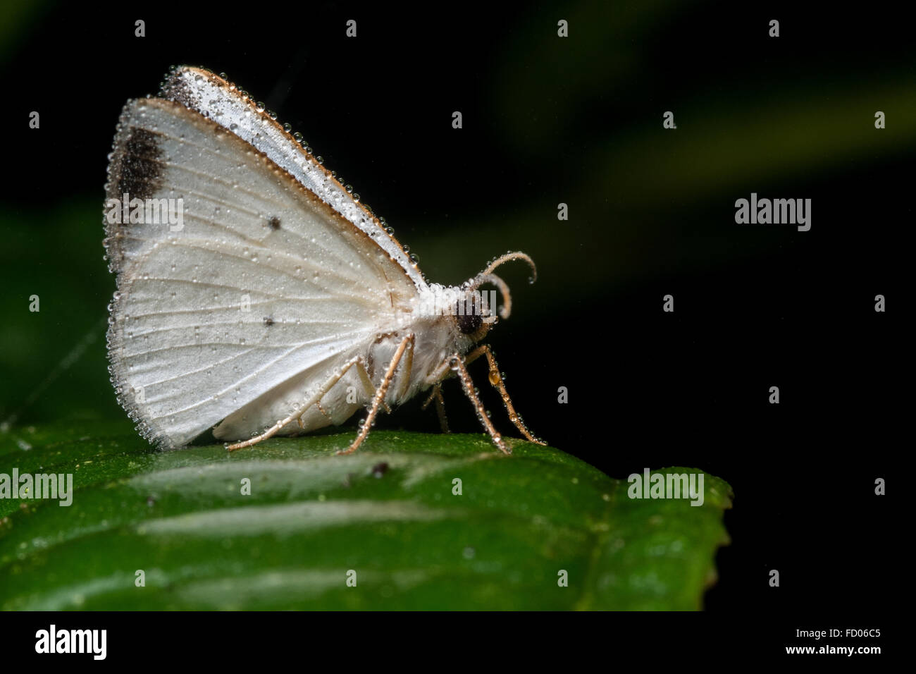 A dew covered moth at night in the Ecuadorian Cloud forest Stock Photo ...