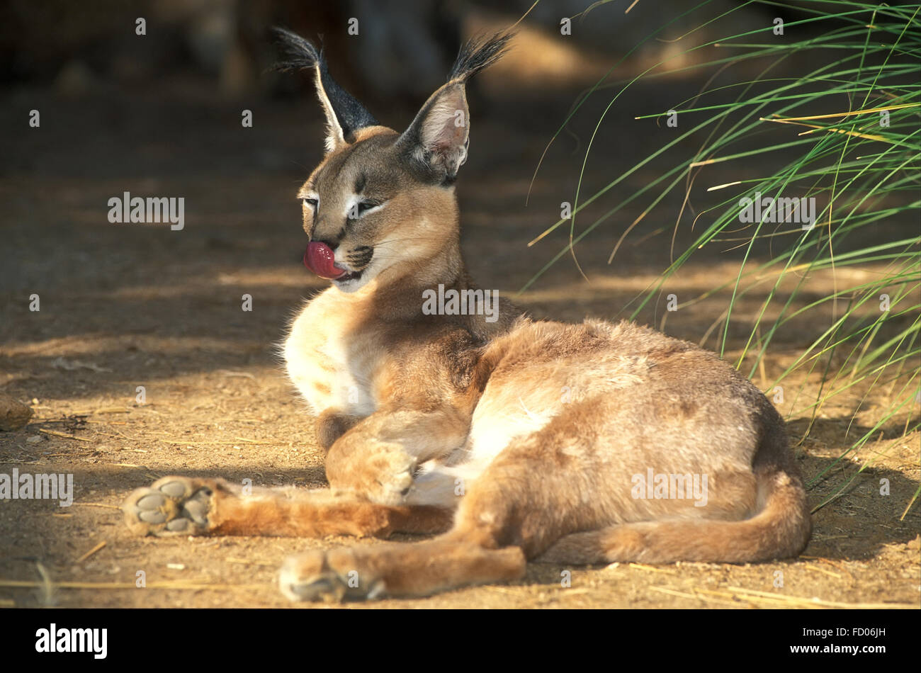 Caracal Caracal High Resolution Stock Photography and Images - Alamy