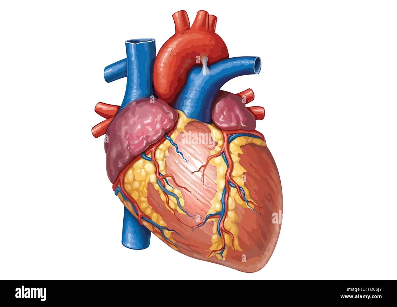 human heart illustration Stock Vector Image & Art - Alamy