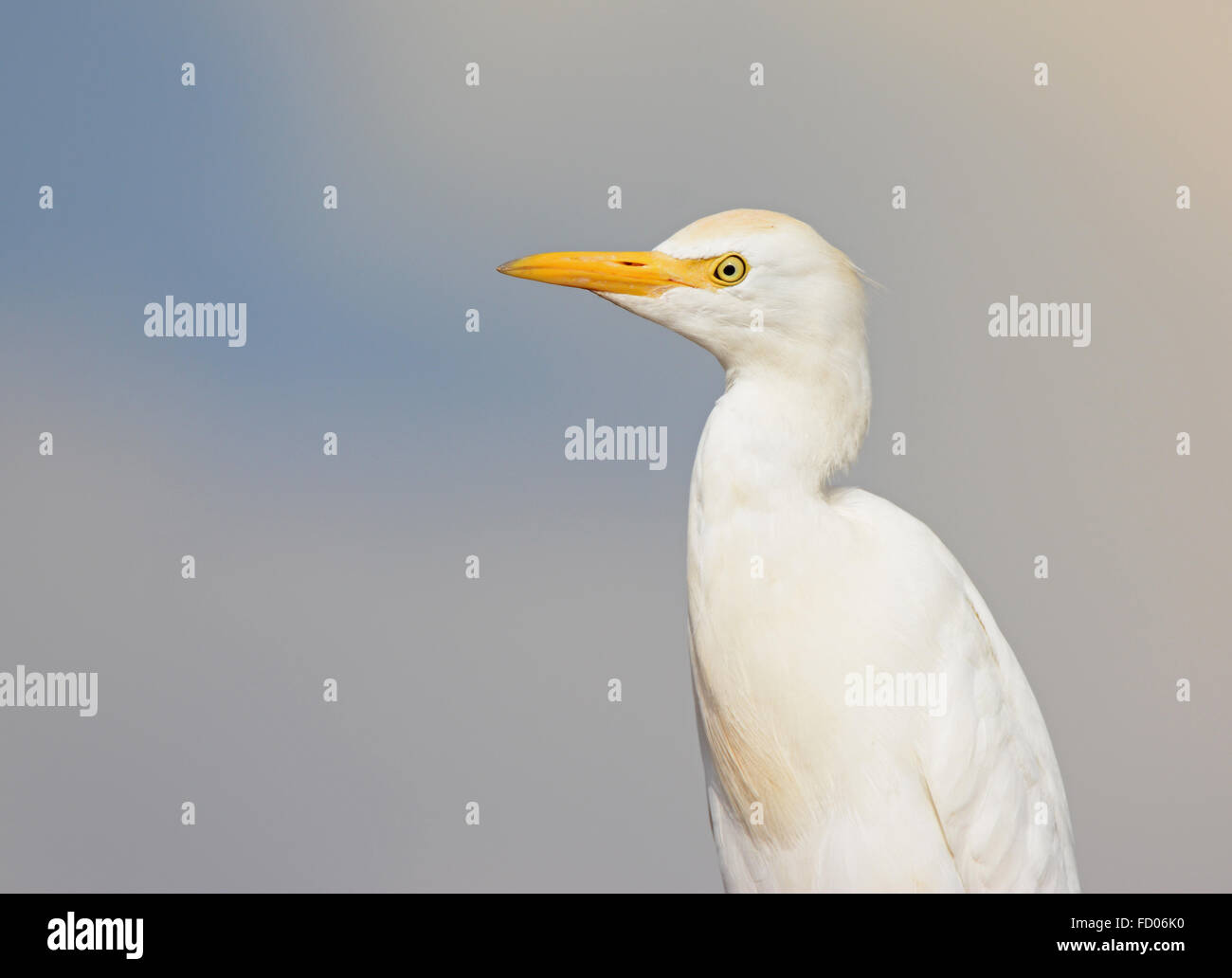 Cattle egret portrait Stock Photo - Alamy