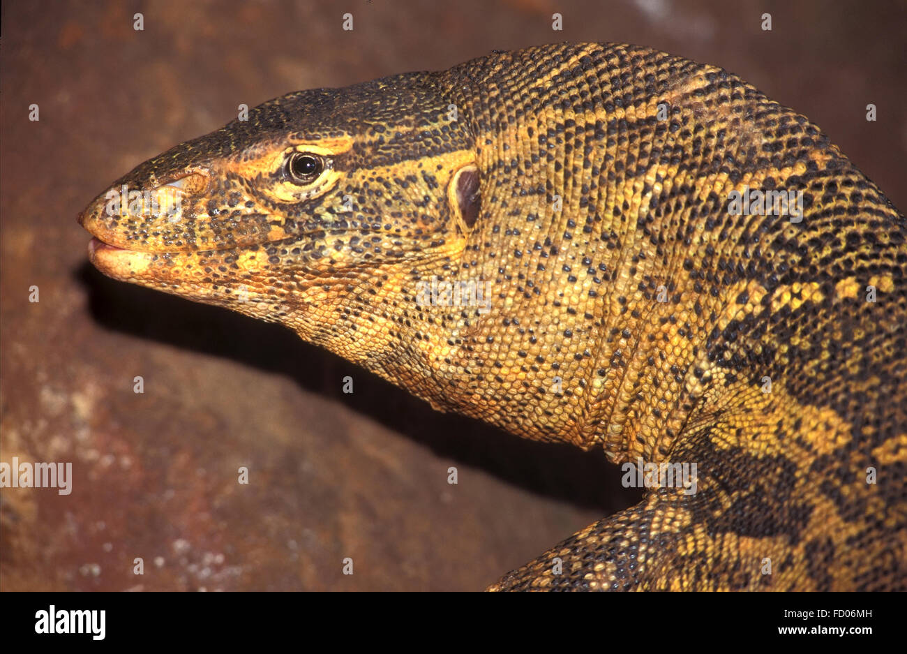 Desert Monitor Lizard, Varanus griseus Stock Photo - Alamy