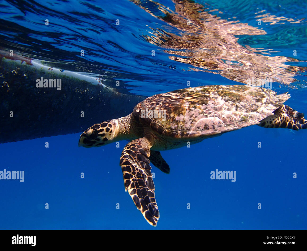 sea turtle in the indian ocean Stock Photo - Alamy