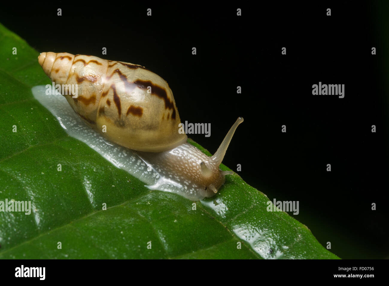 Pretty snail shell hi-res stock photography and images - Alamy