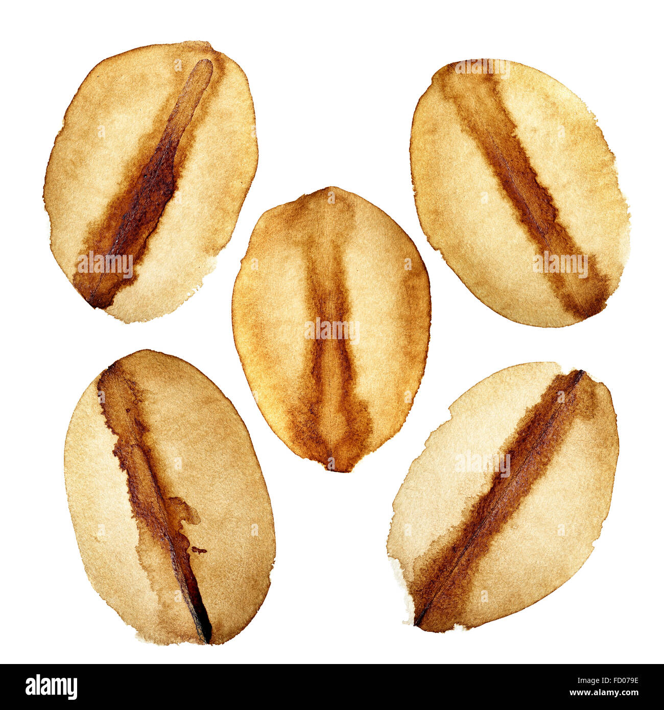 Set of coffee beans isolated on white background painted in real coffee ...