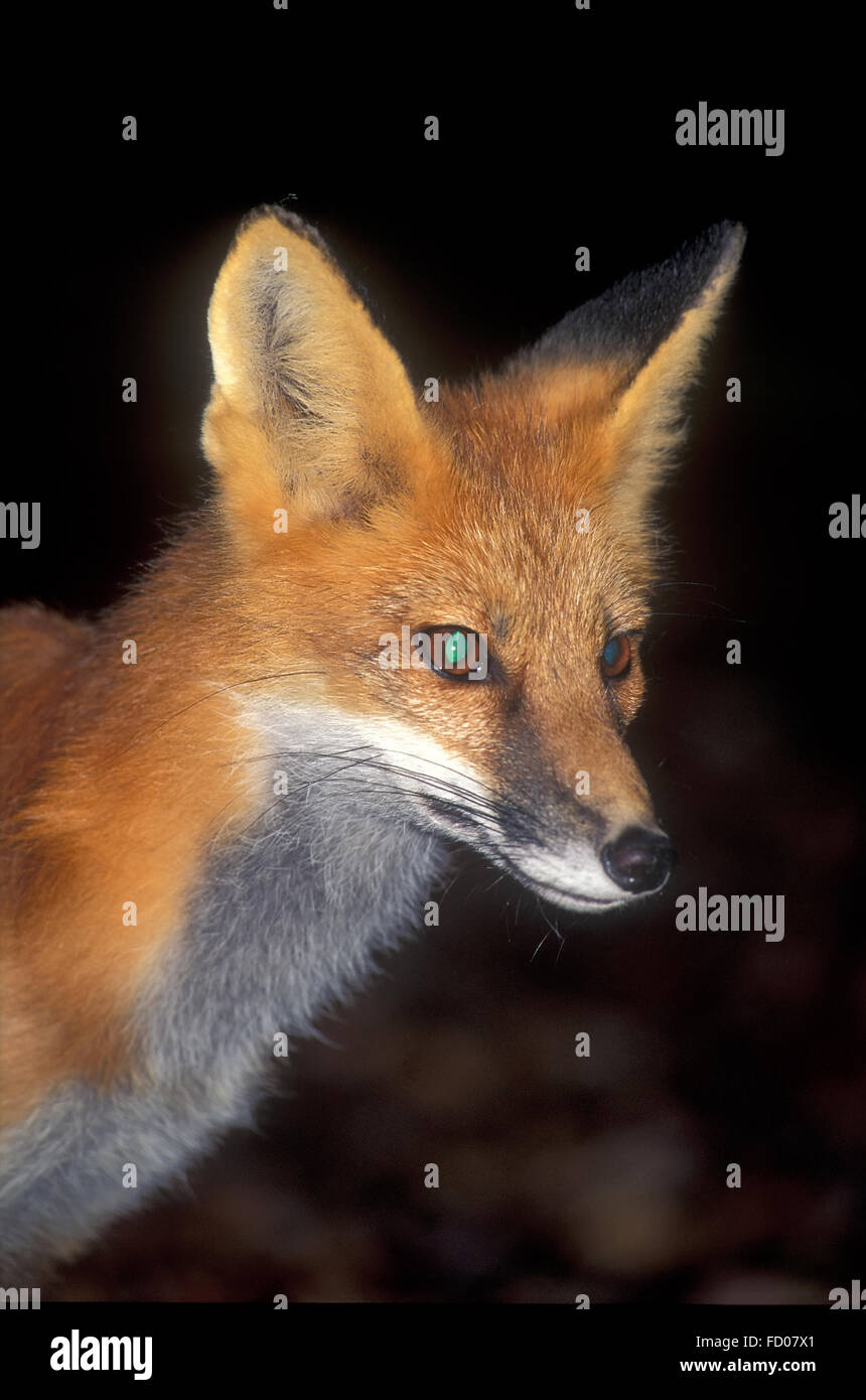 Red fox ears hi-res stock photography and images - Alamy